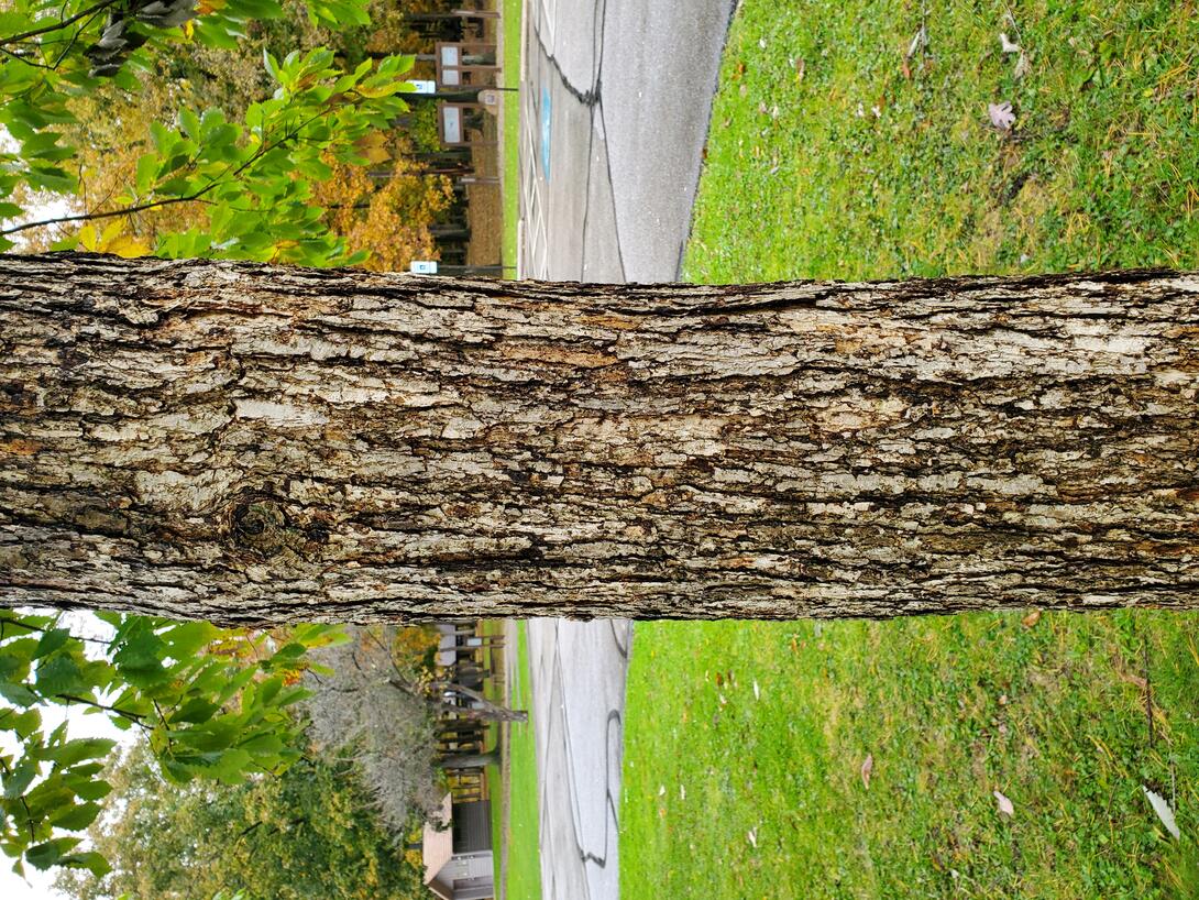 Chinkapin Oak | CMP Tree Selection Tool